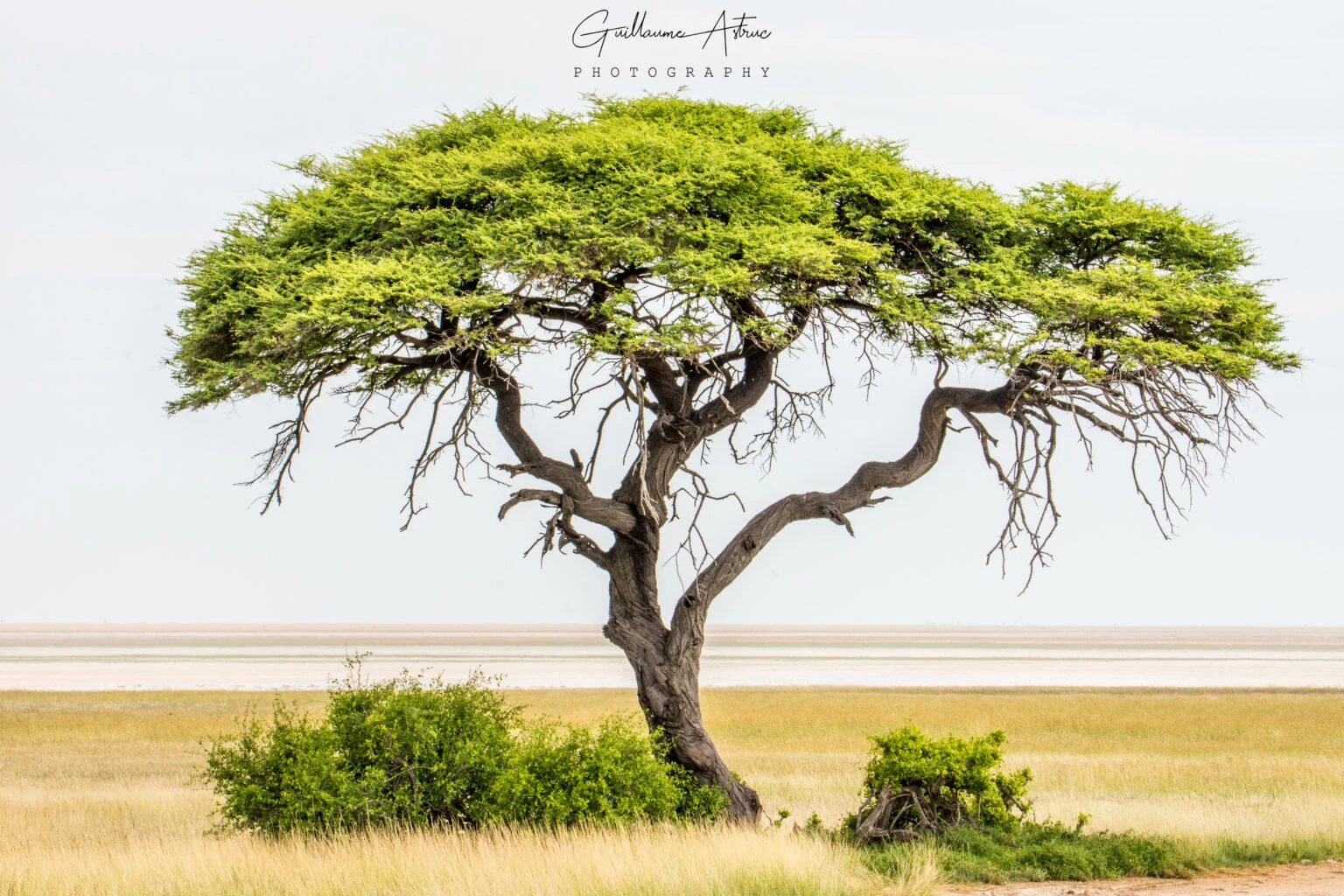 L'emblématique Acacia Africain - Guillaume Astruc Photography