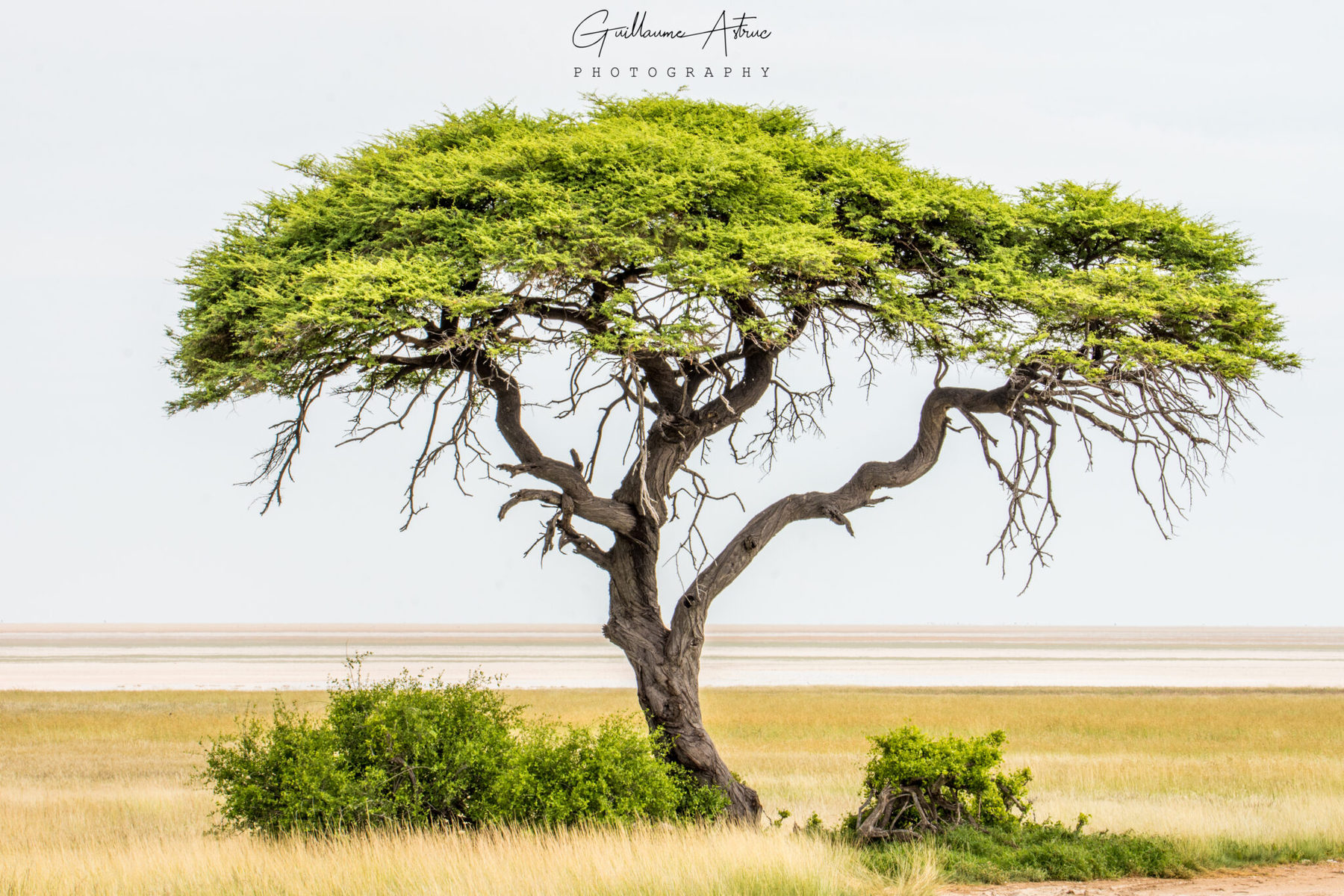 L'emblématique Acacia Africain - Guillaume Astruc Photography
