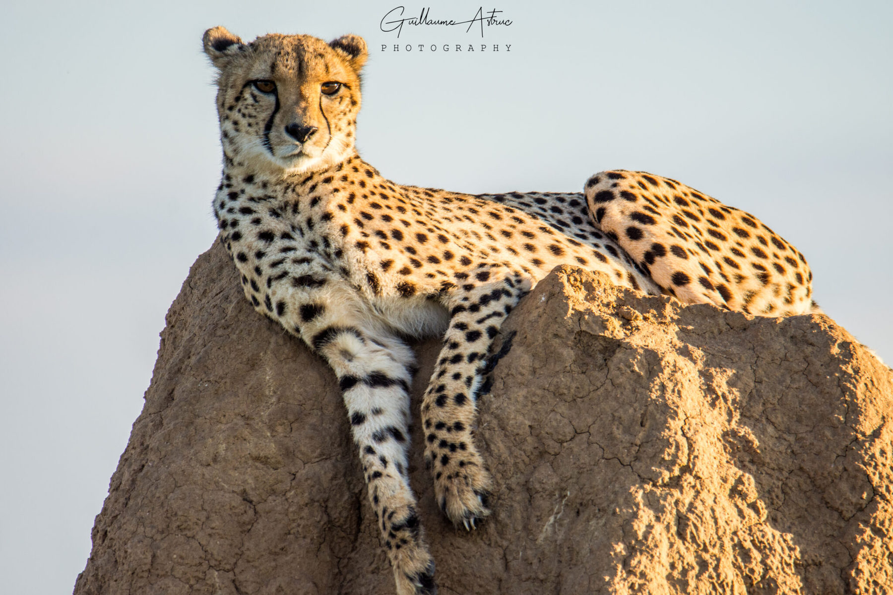 Le guépard perché - Guillaume Astruc Photography