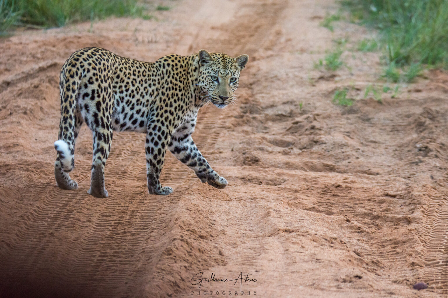 La traque du Léopard - Guillaume Astruc Photography