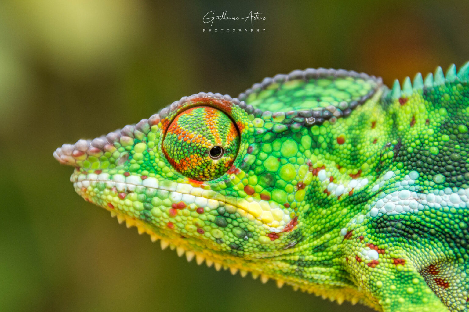 Dans l'œil du caméléon - Guillaume Astruc Photography