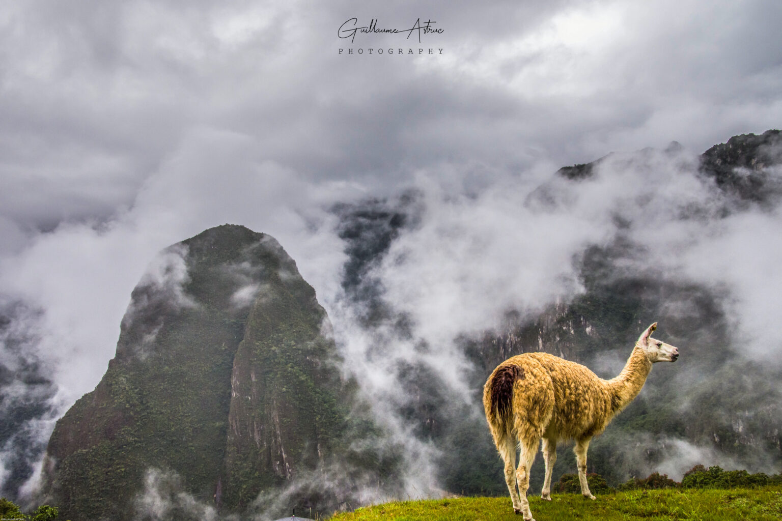 Un Lama du Machu Picchu - Guillaume Astruc Photography