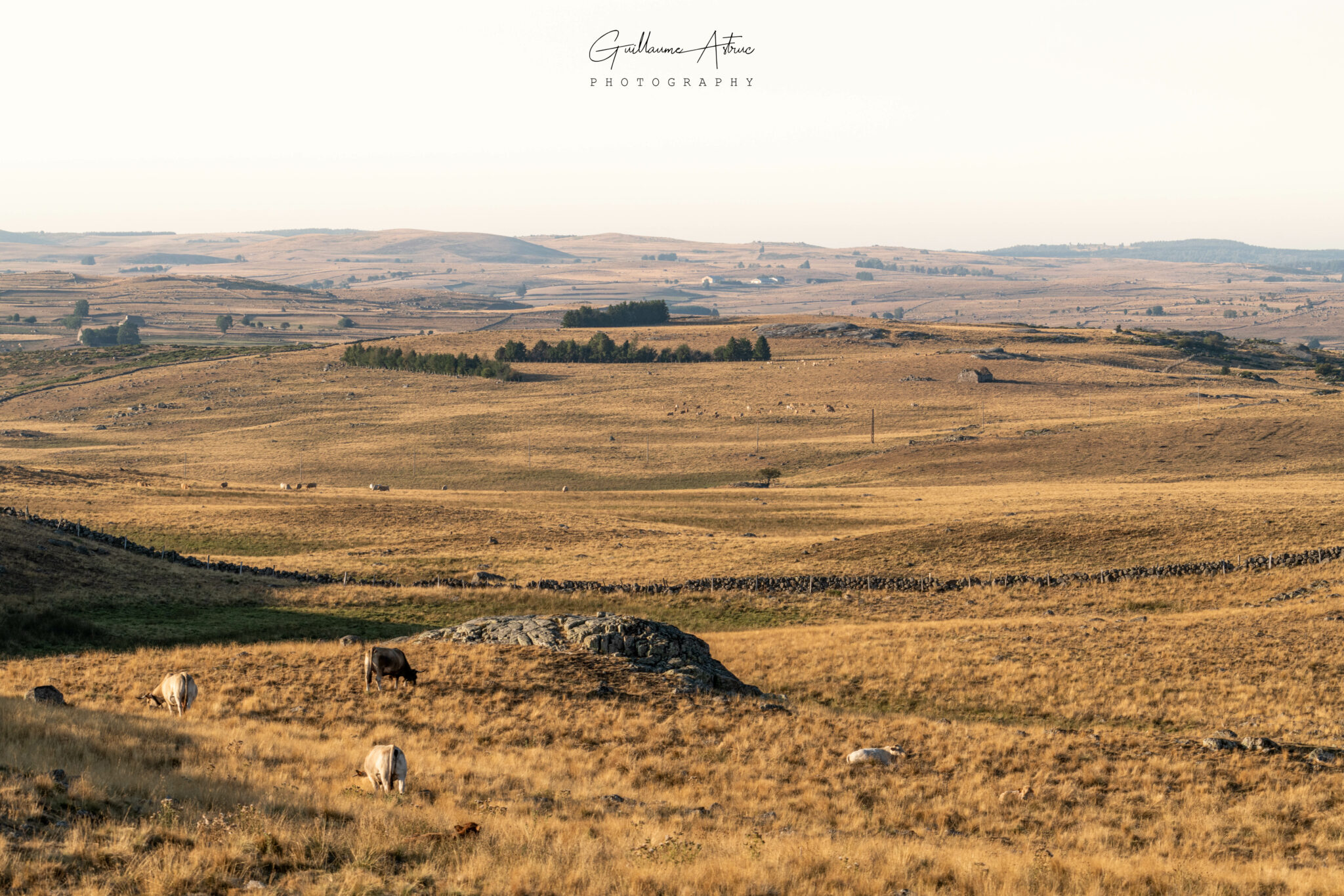 Aubrac sauvage - Guillaume Astruc Photography