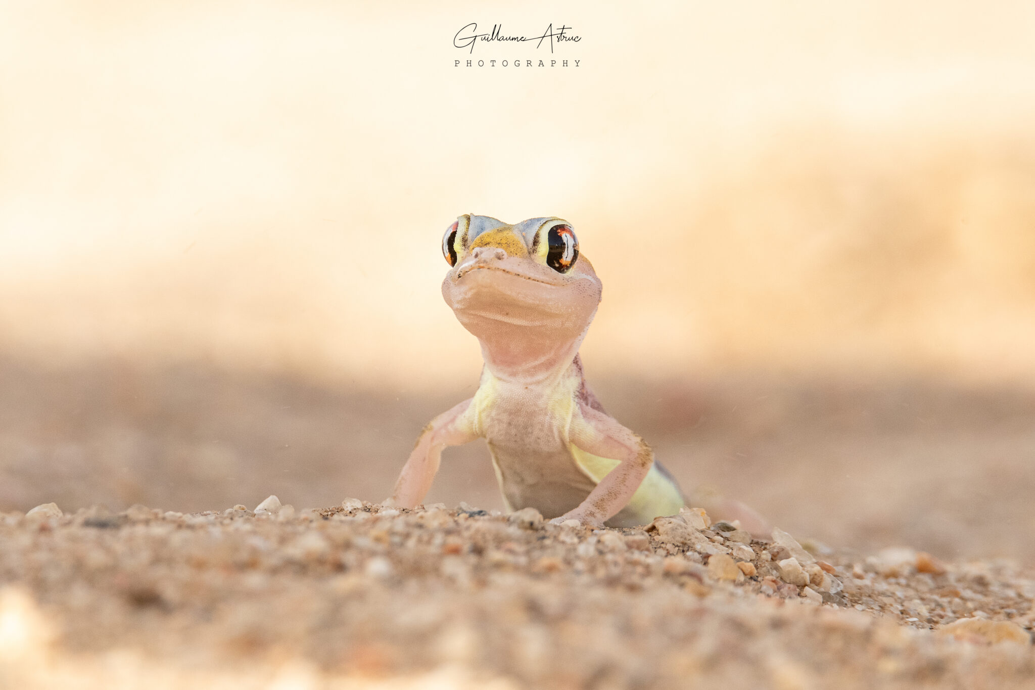 Le Gecko du désert - Guillaume Astruc Photography